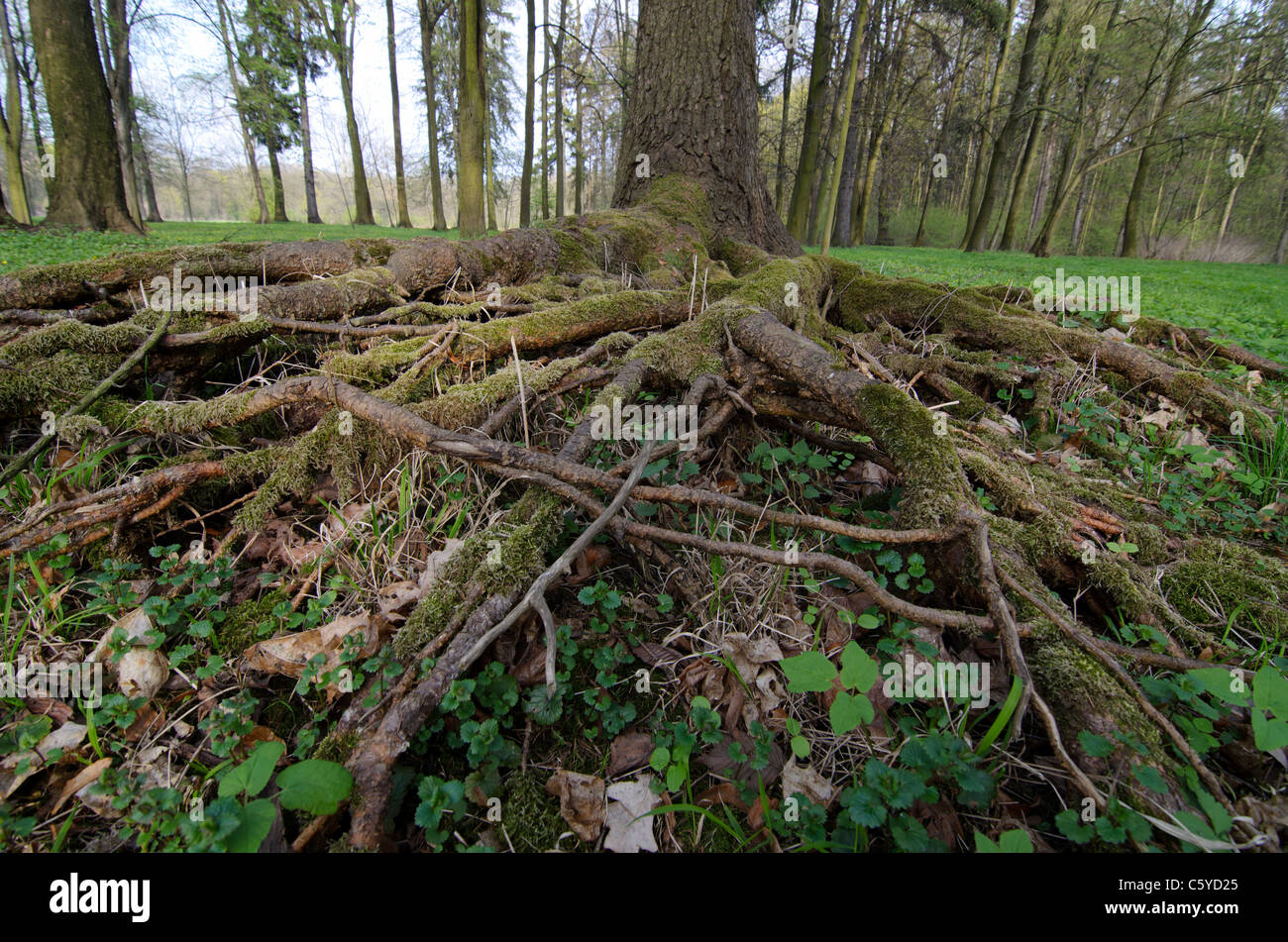 Branchy tree roots Stock Photo - Alamy