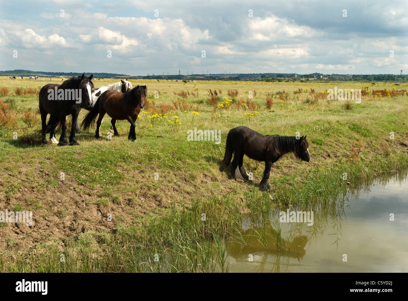 Cliffe Marsh, Isle of Grain, Hoo Peninsular, Kent, The proposed ...