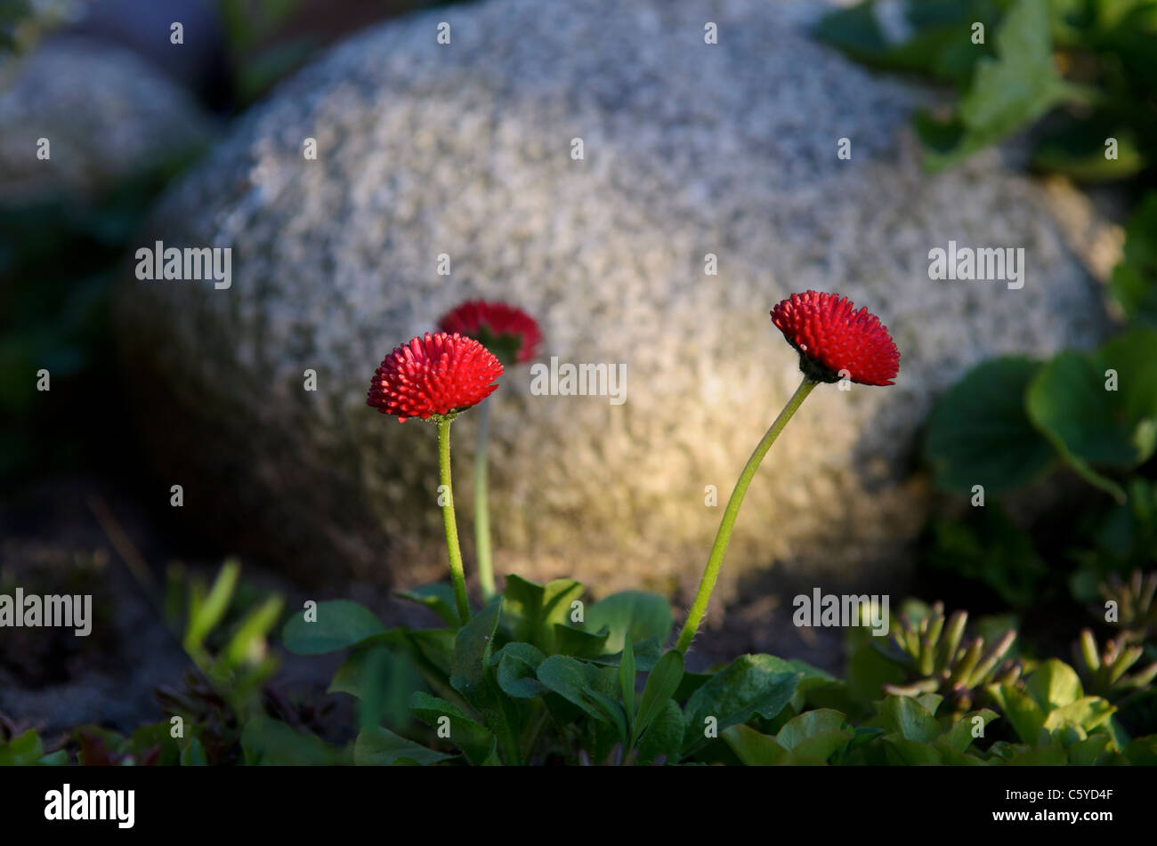 Three red flowers and the stone Stock Photo - Alamy