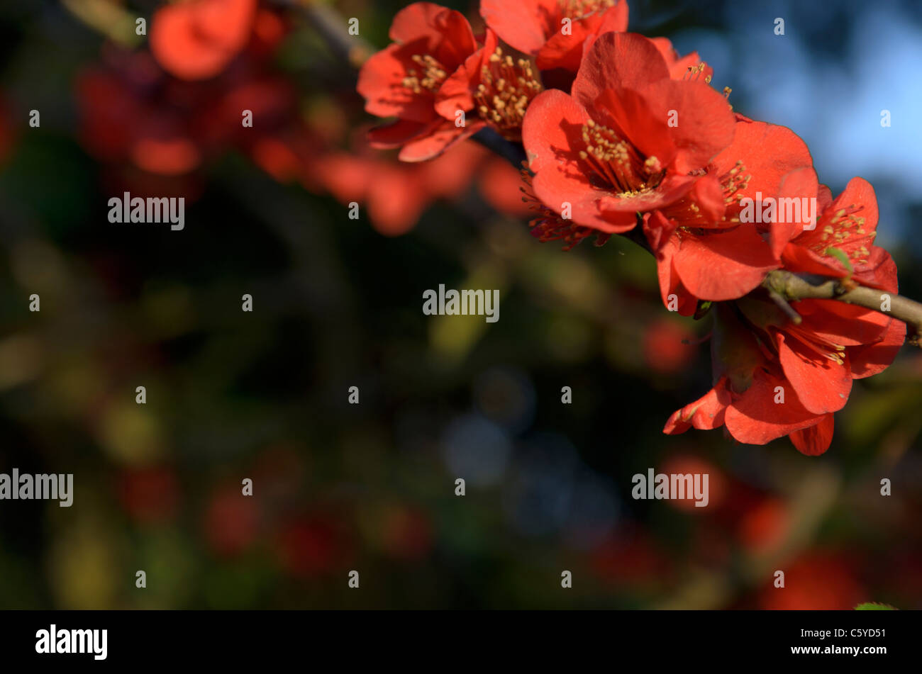 Corner flower frame hi-res stock photography and images - Alamy