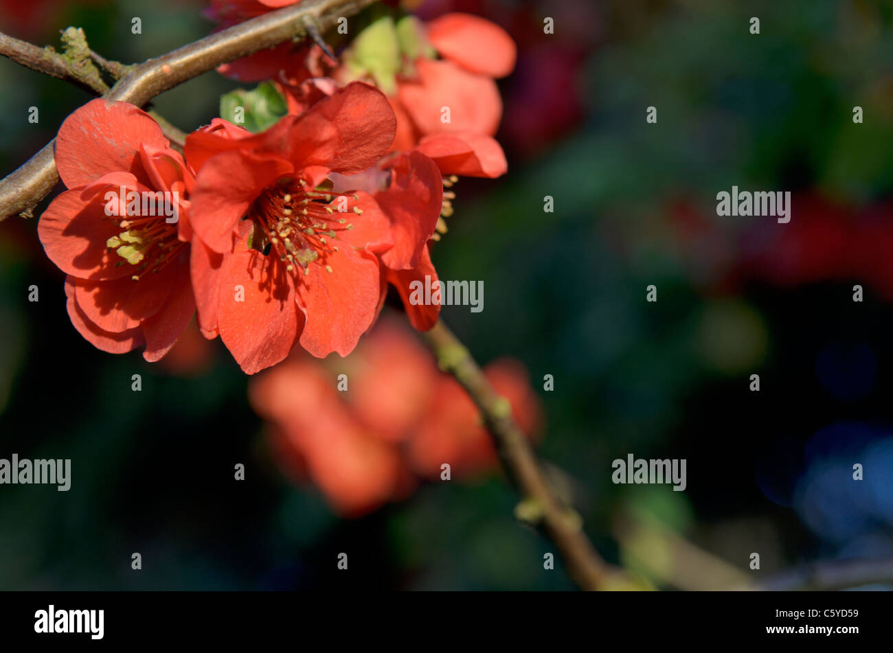 Corner flower frame hi-res stock photography and images - Alamy