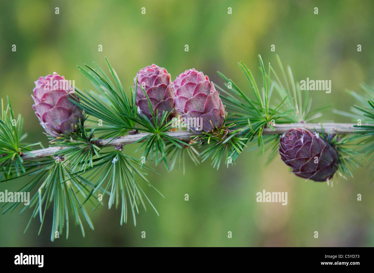 Larch branch hi-res stock photography and images - Alamy