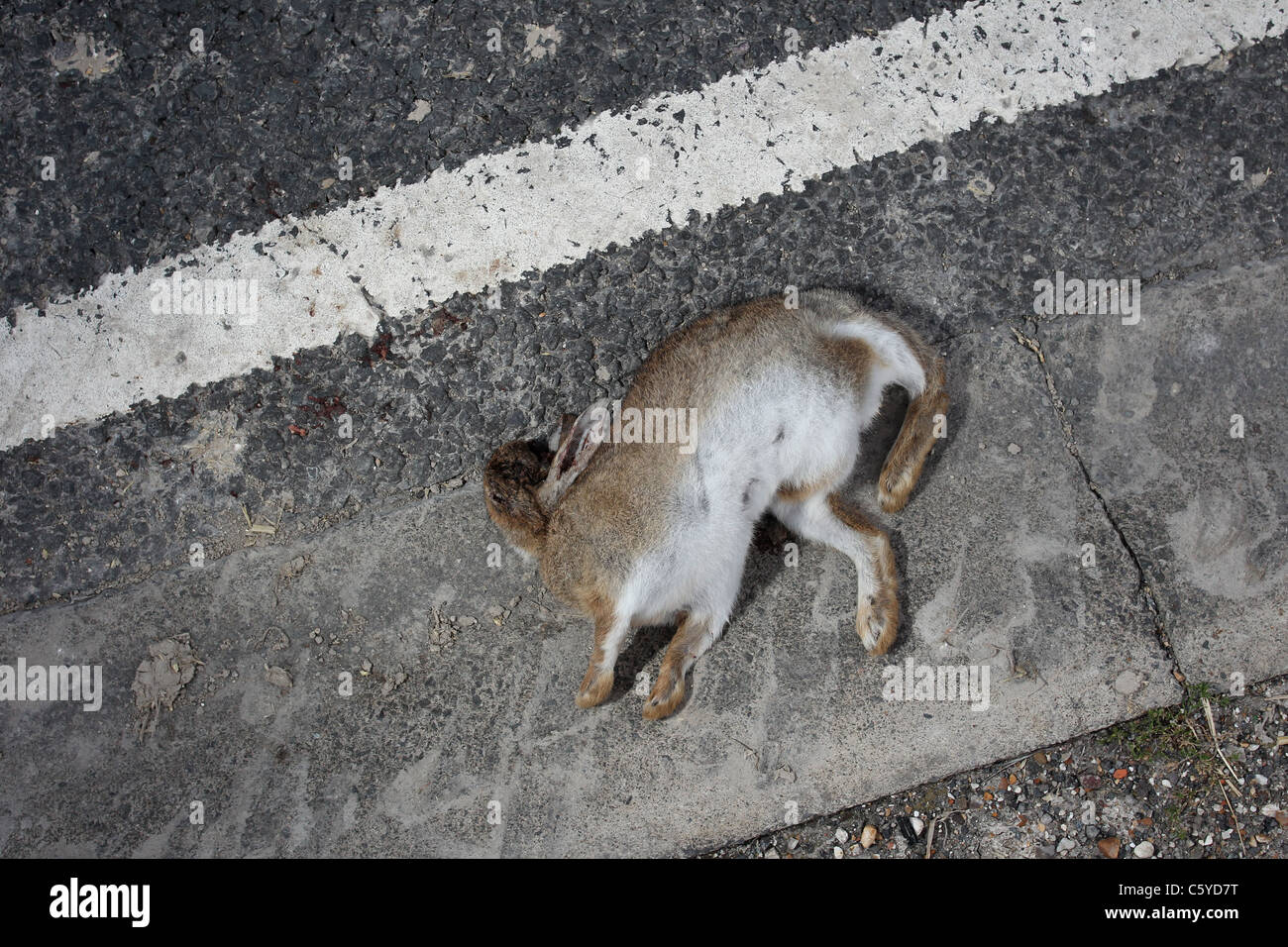 Dead rabbit pictured on road hi-res stock photography and images - Alamy