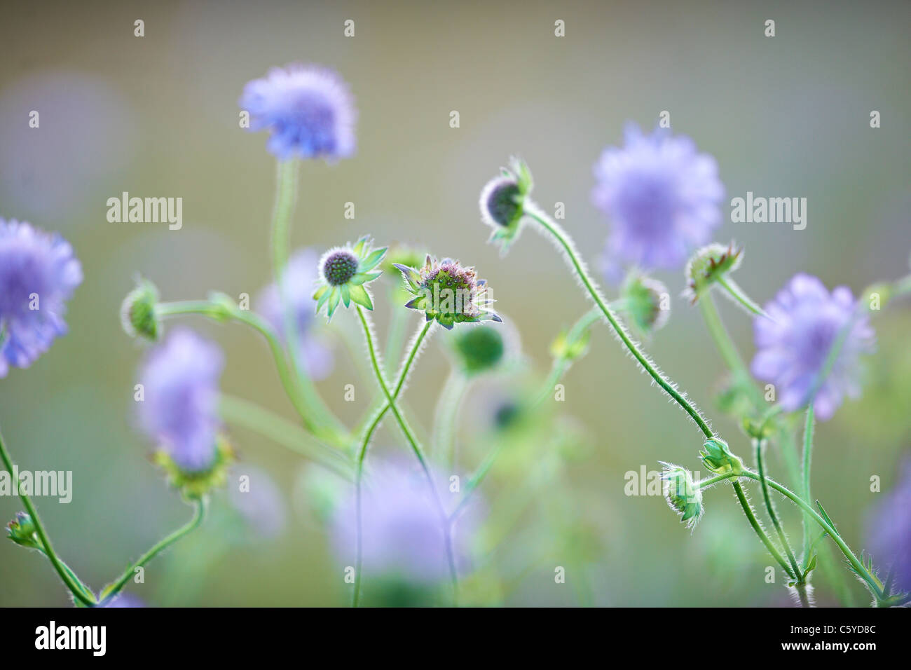 Wild flowers & grass Stock Photo - Alamy
