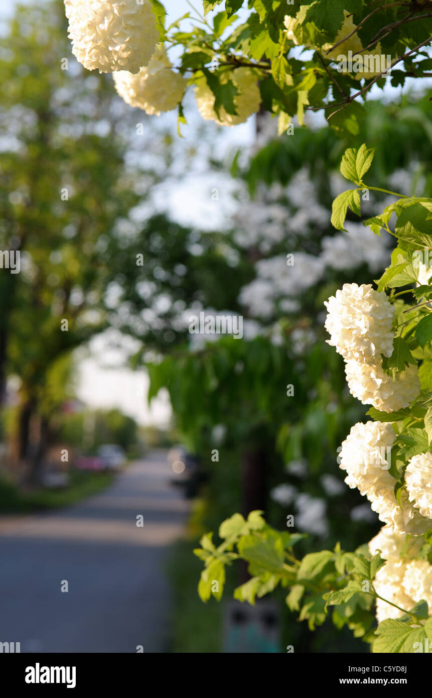 Bush frame hi-res stock photography and images - Alamy