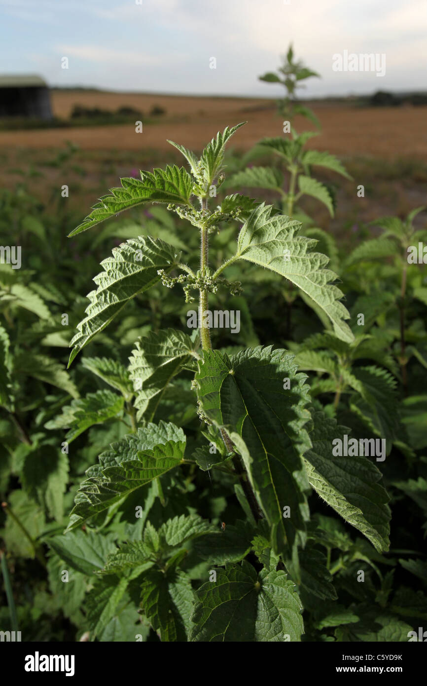 Stinging nettles pictured in a farmers field in Newhaven, East Sussex ...