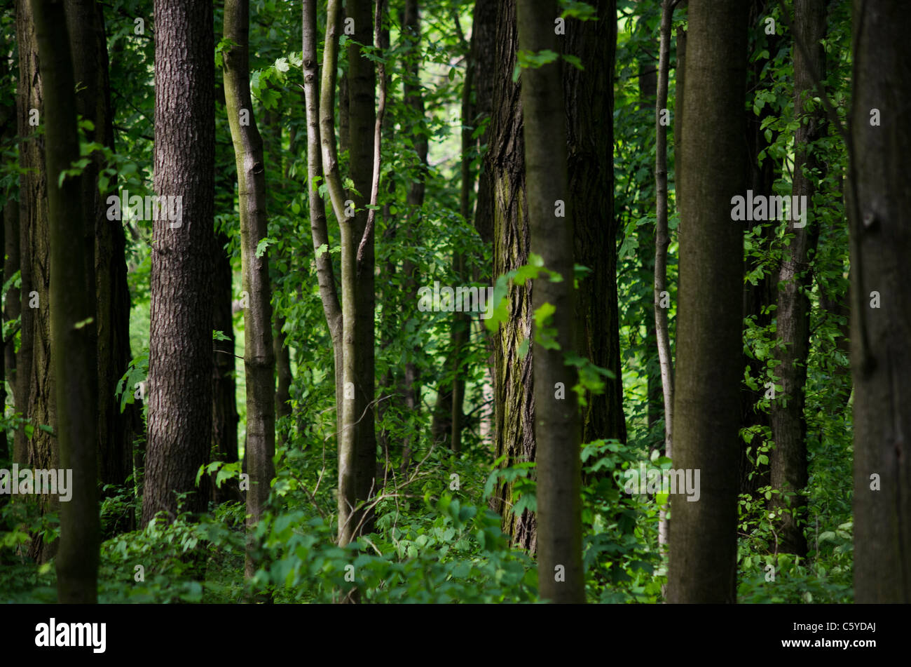 Thin forest tree hi-res stock photography and images - Alamy