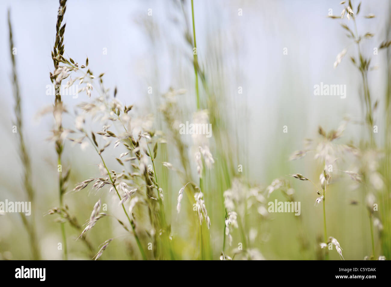 Wild flowers & grass Stock Photo - Alamy