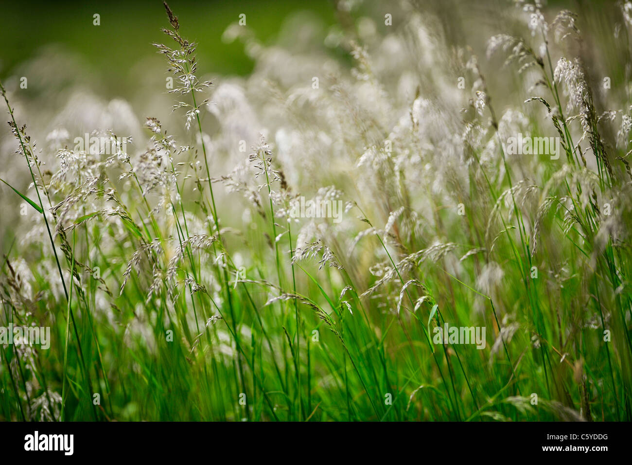 Wild flowers & grass Stock Photo - Alamy