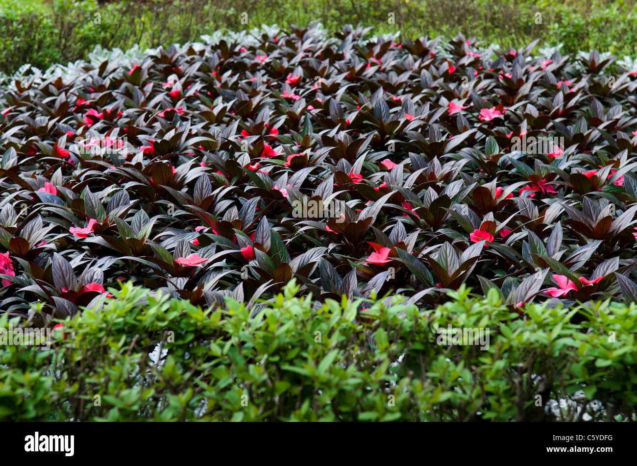 Flowers that make a triangle Stock Photo - Alamy