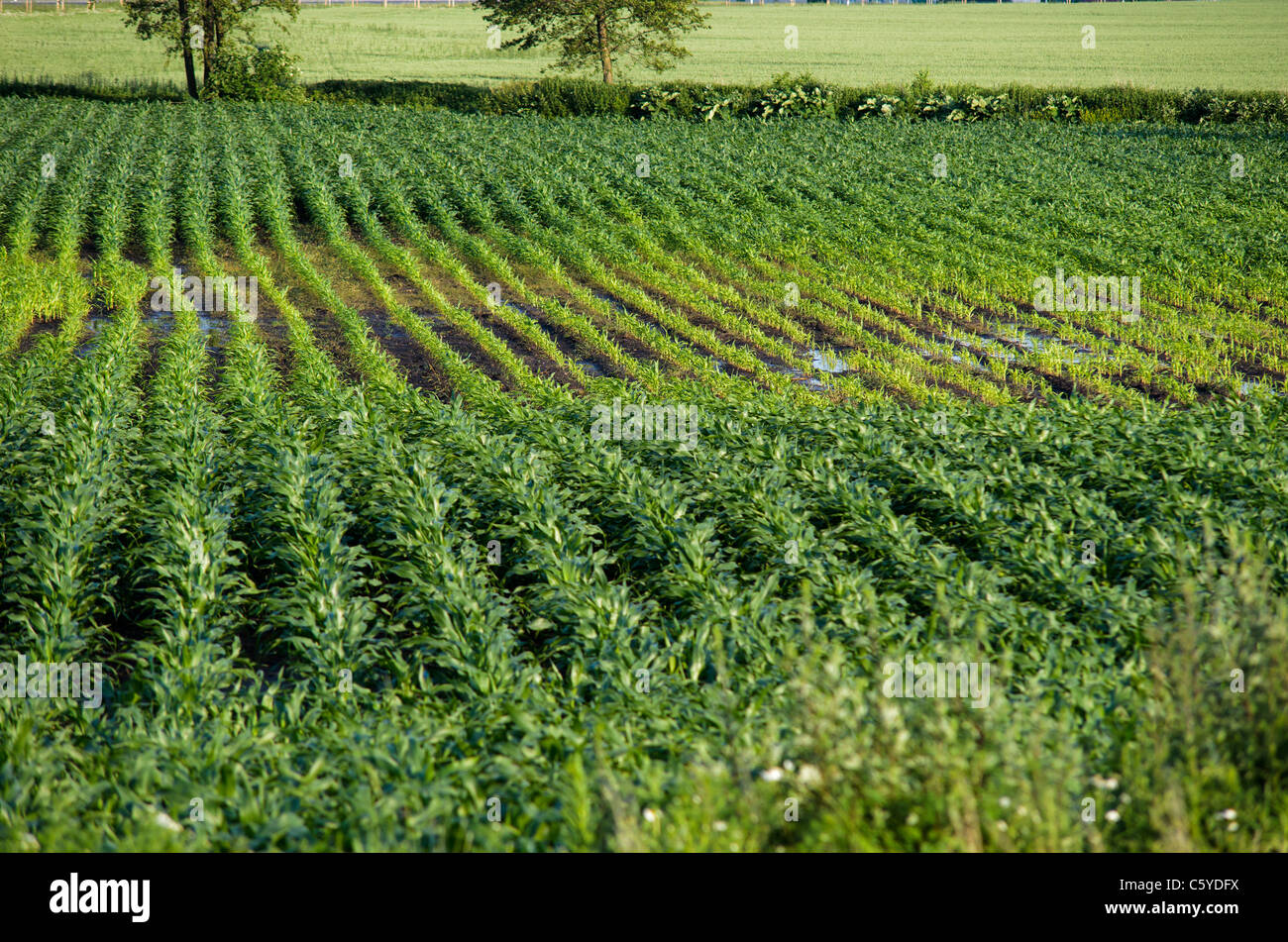 Pattern on a field Stock Photo - Alamy
