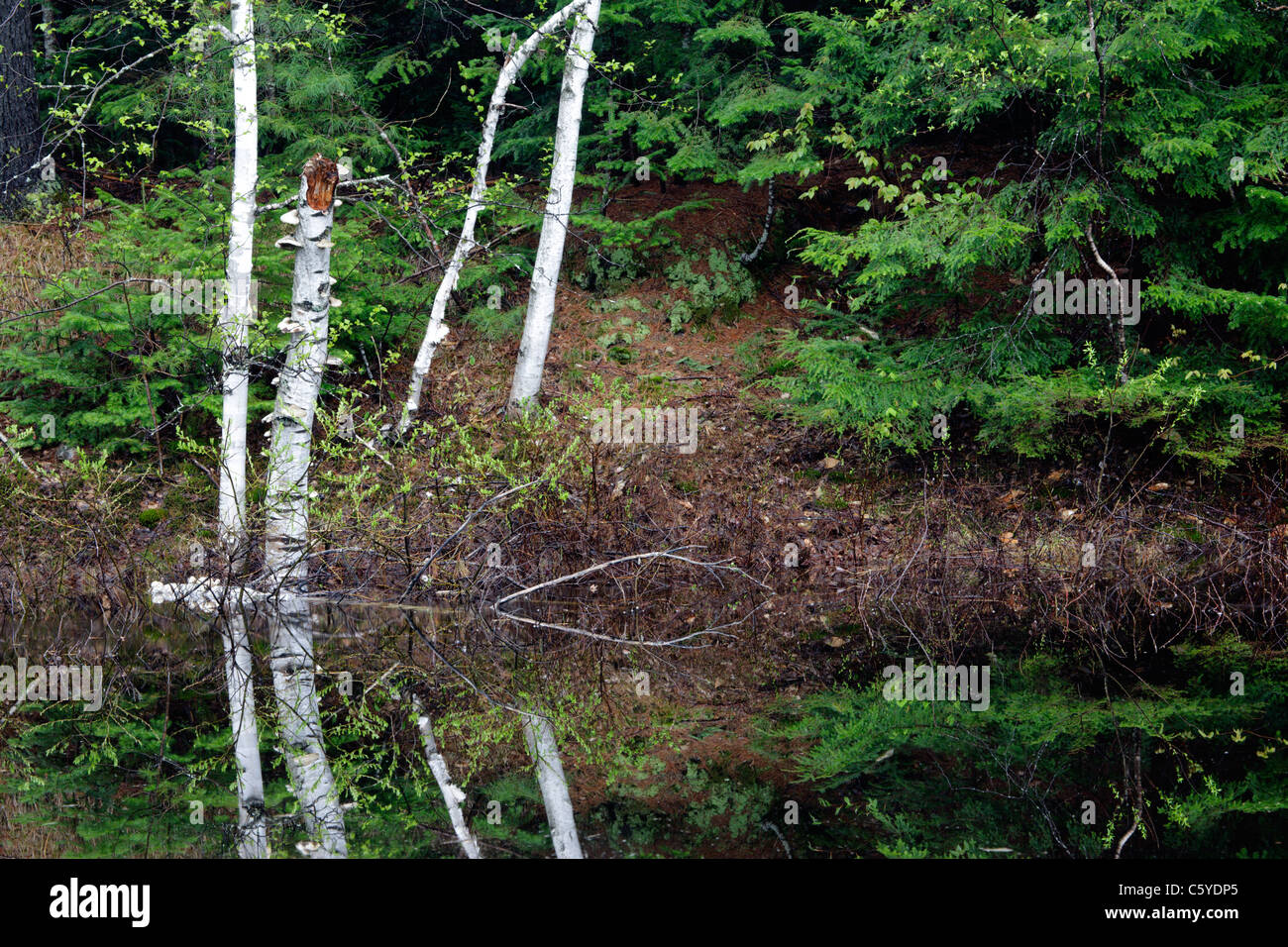 Reflection of forest in pond in the White Mountain National Forest of ...
