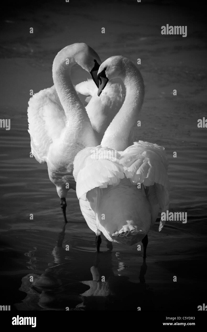 A pair of swans performing a mating ritual, creating a perfect heart ...