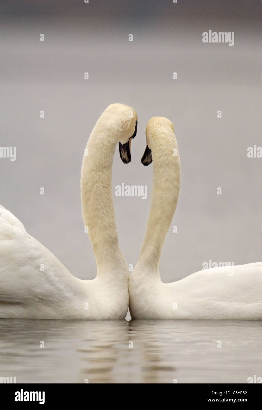 Swan rear view hi-res stock photography and images - Alamy