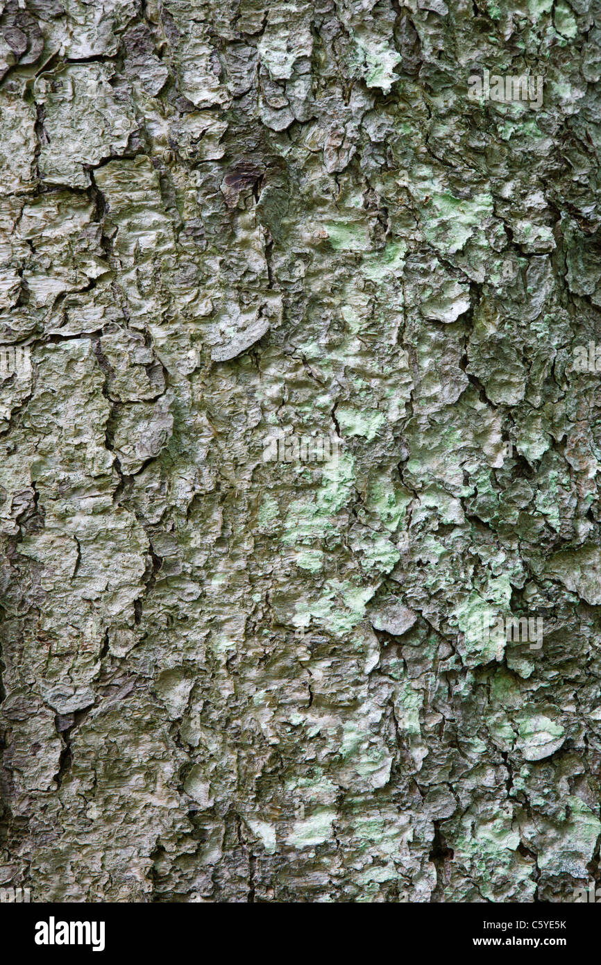 Bark of mature Yellow Birch (Betula alleghaniensis) at Lafayette Brook ...