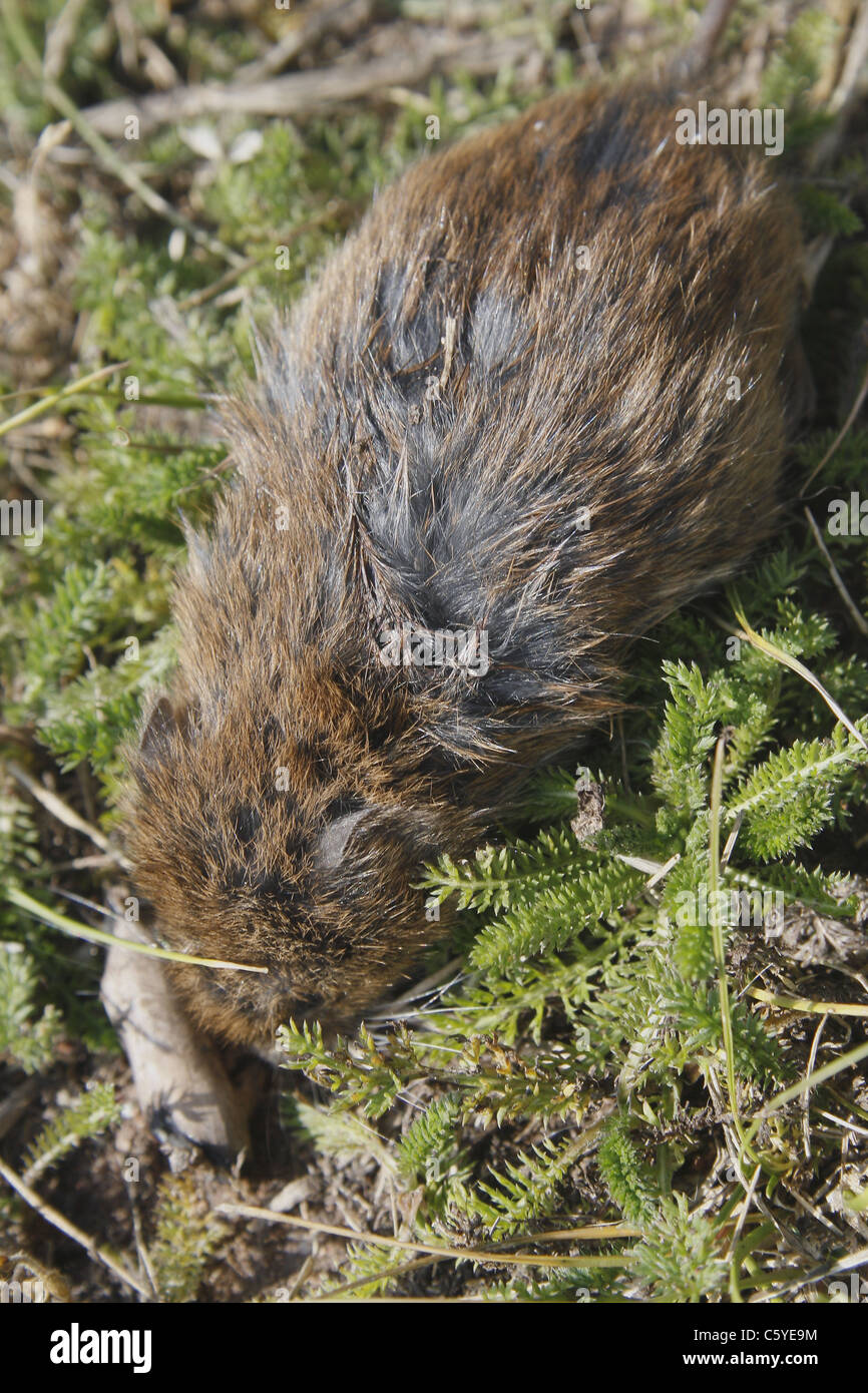 Short tailed vole hi-res stock photography and images - Alamy