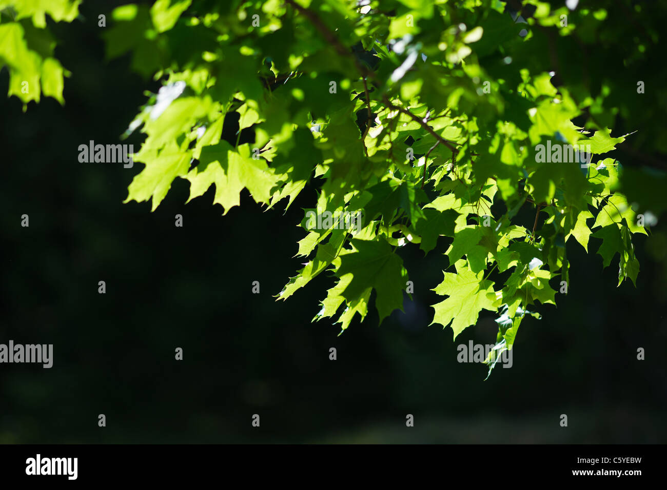 Sunlit fresh maple leaves against the black forest background Stock ...