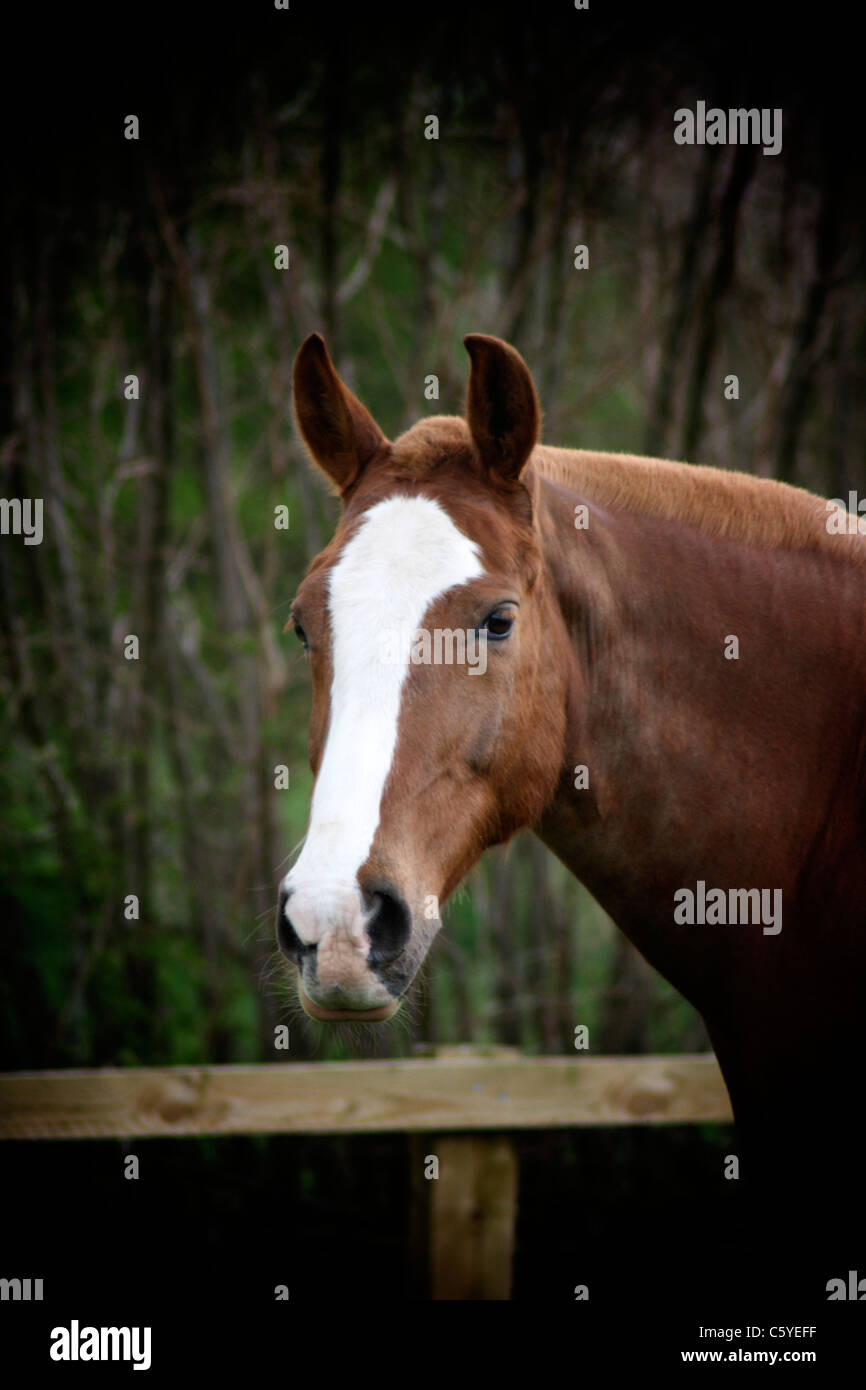 Chestnut horse with white blaze hi-res stock photography and images - Alamy