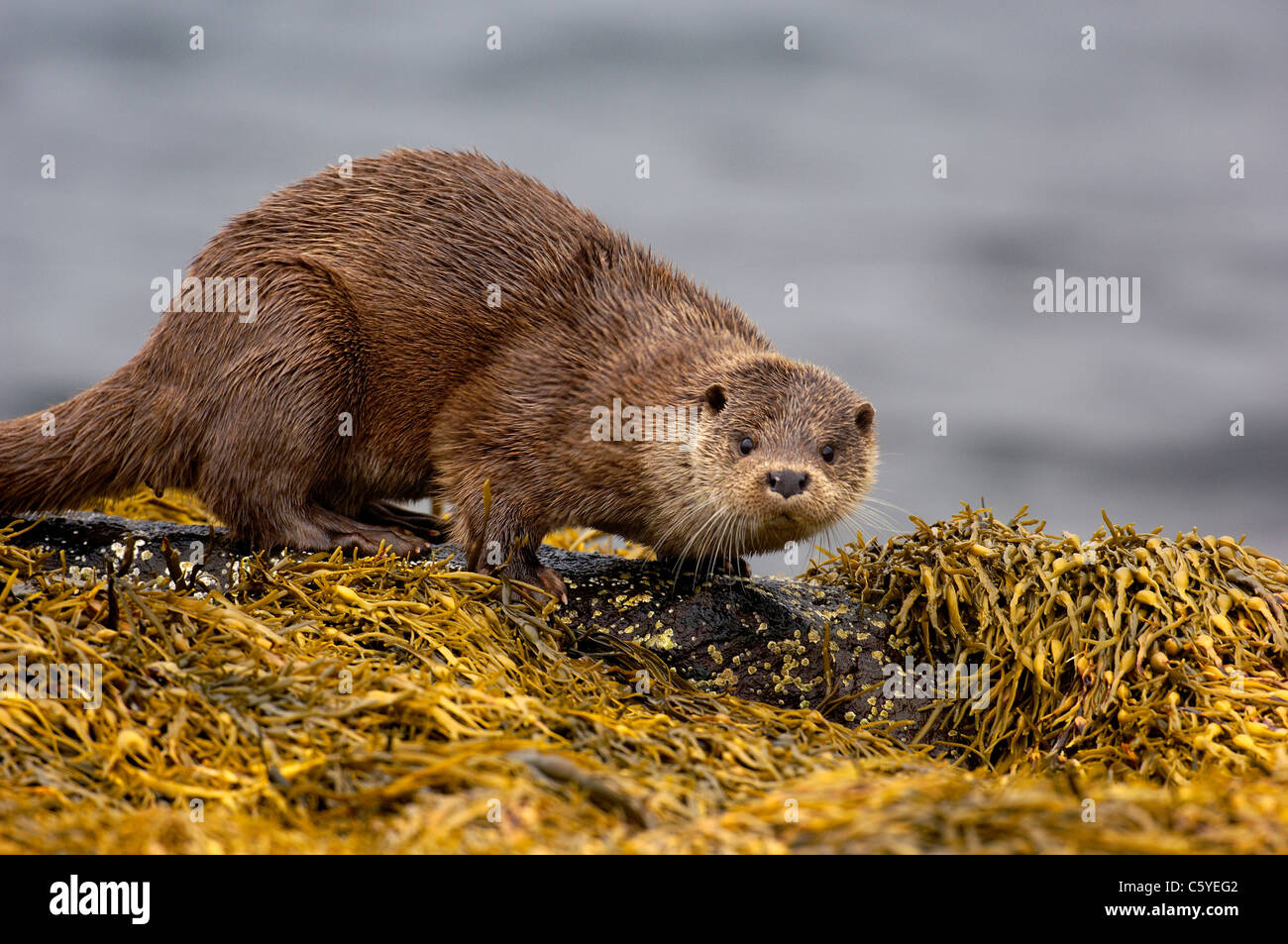Otter scotland hi-res stock photography and images - Alamy