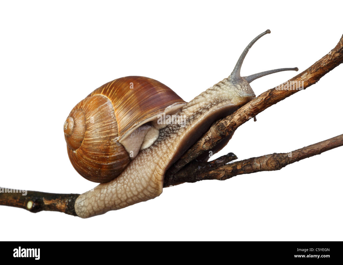 fine closeup image of italian snail Stock Photo - Alamy