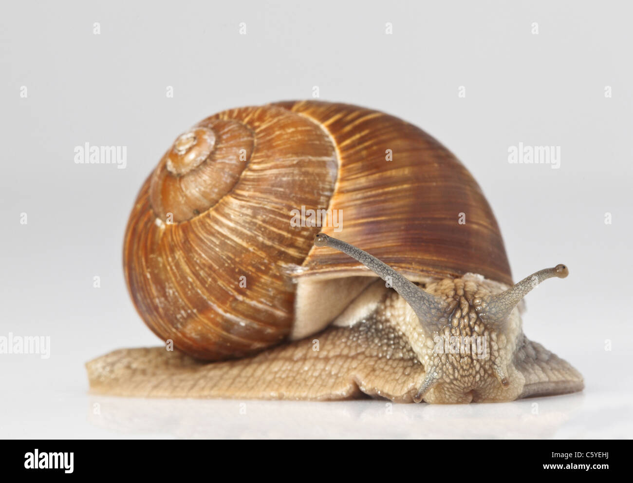 White italian snail hi-res stock photography and images - Alamy