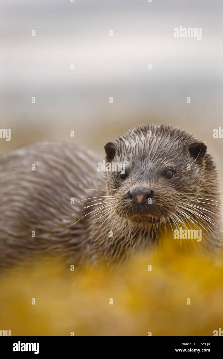 Otter scotland hi-res stock photography and images - Alamy
