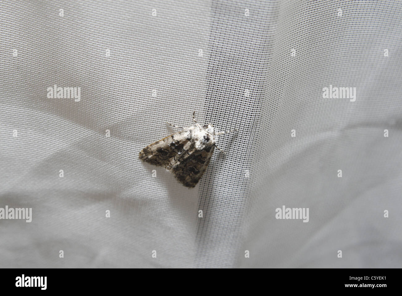 Marbled white moth hi-res stock photography and images - Alamy