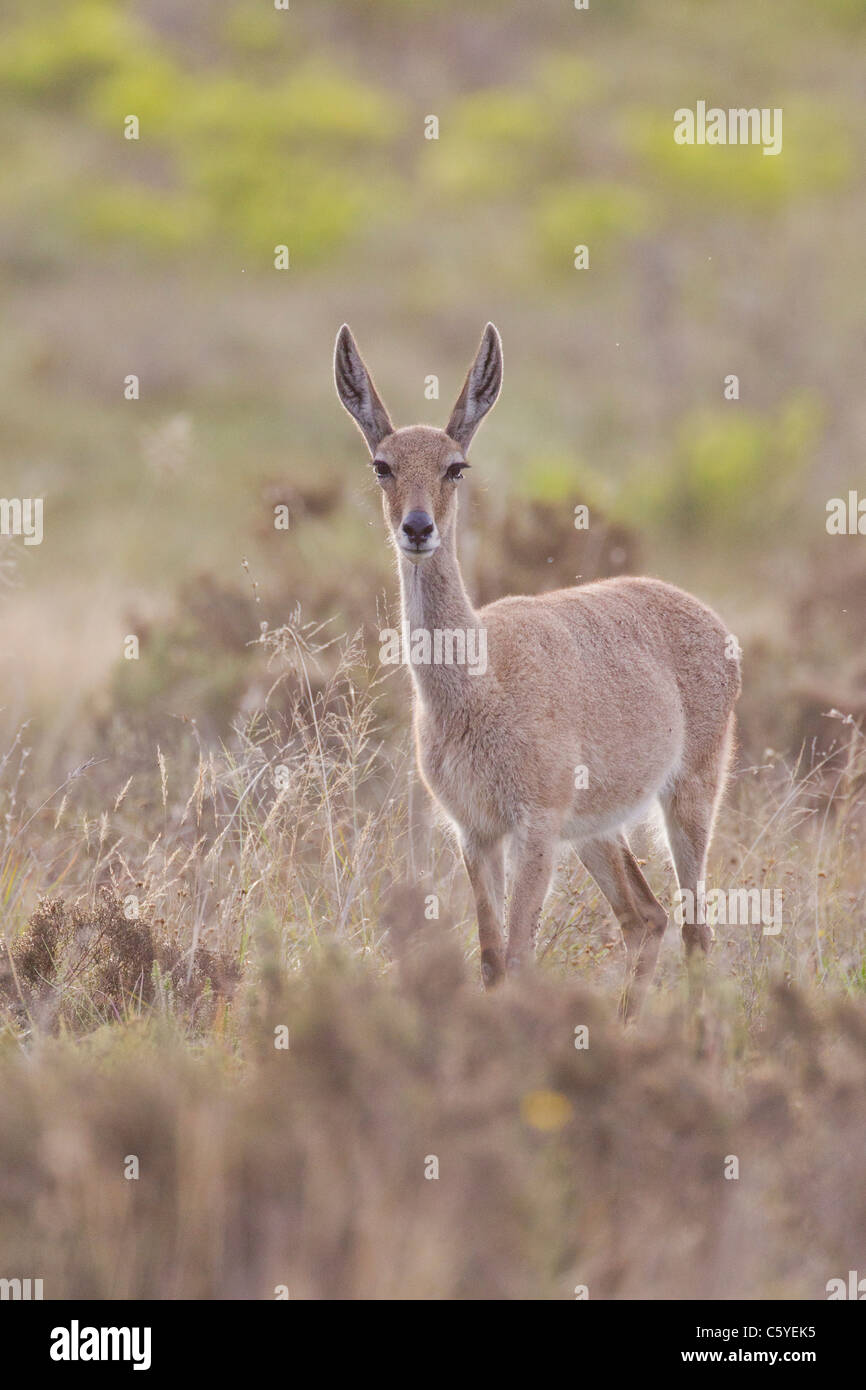 Grey rhebock (pelea capreolus) at Bontebok National Park in South ...