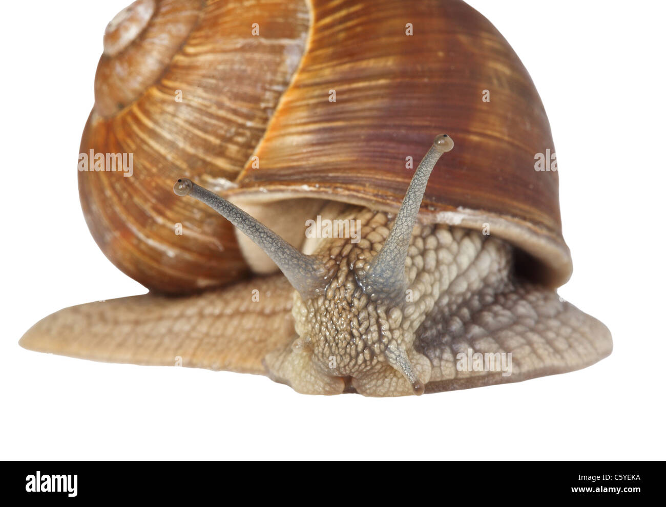 fine closeup image of italian snail Stock Photo - Alamy