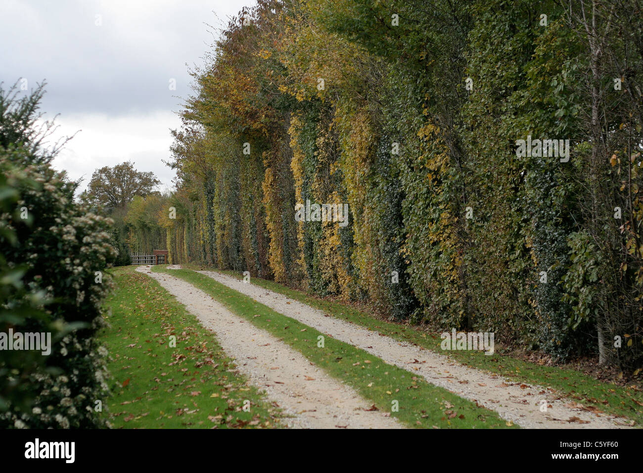 cut a hedge along a path (Normandy, France Stock Photo - Alamy
