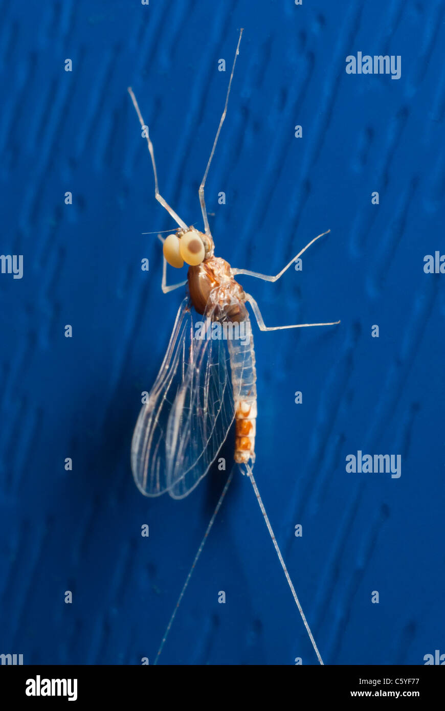 Little fly on blue background Stock Photo - Alamy