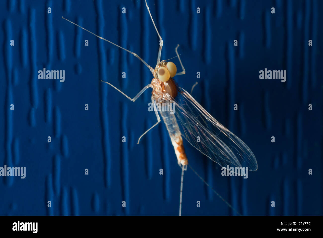 Little fly on blue background Stock Photo - Alamy