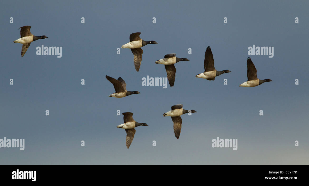 Brent Goose (Branta bernicla), pale-bellied form, flock in flight ...