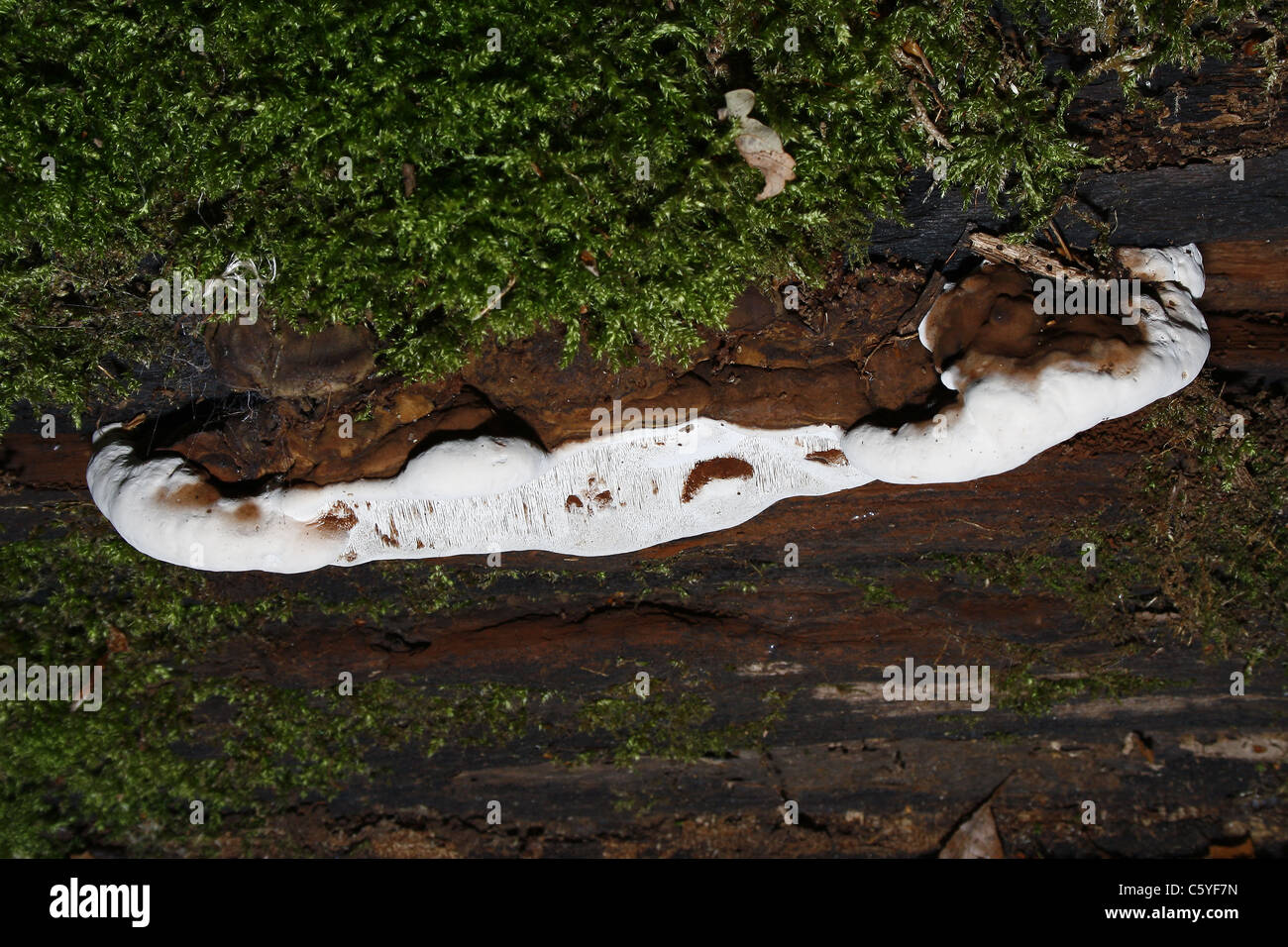 Root Rot Heterobasidion annosum fungus growing on fallen tree branch ...