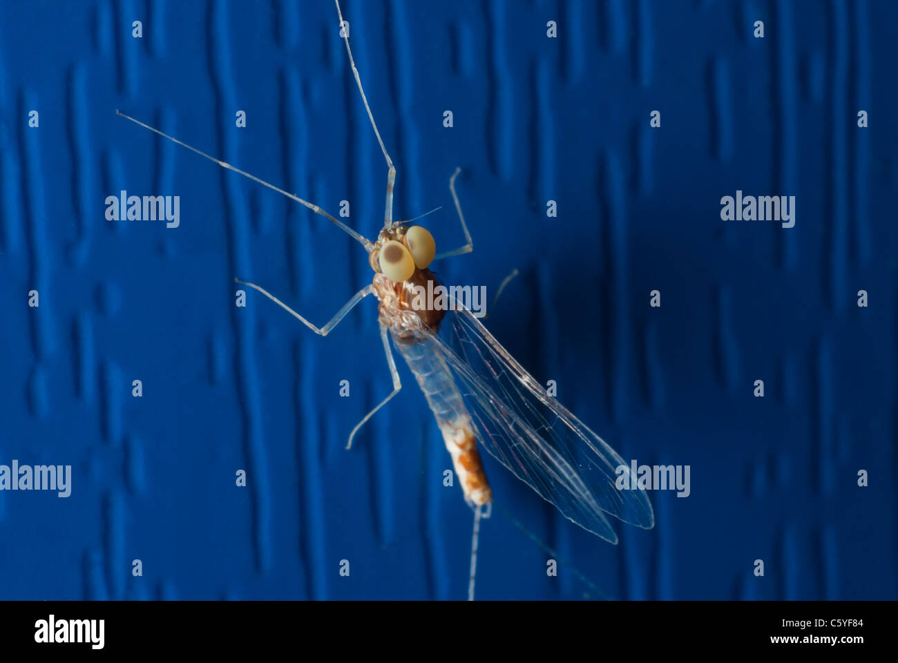 Little fly on blue background Stock Photo - Alamy