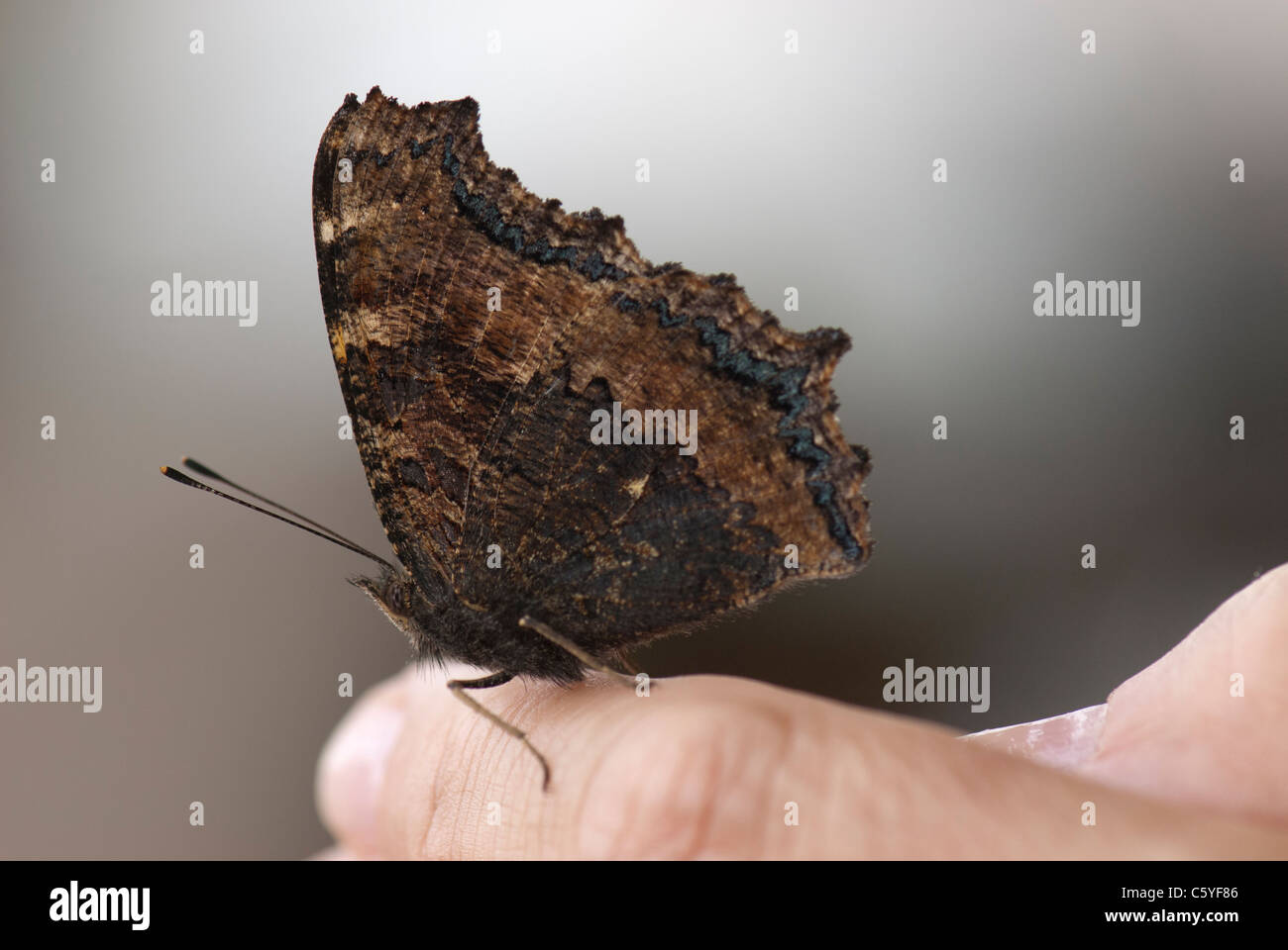 Monarch butterfly sitting on the human finger Stock Photo - Alamy