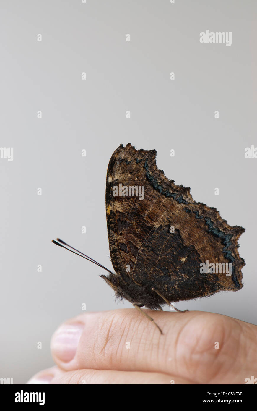 Monarch butterfly sitting on the human finger Stock Photo - Alamy