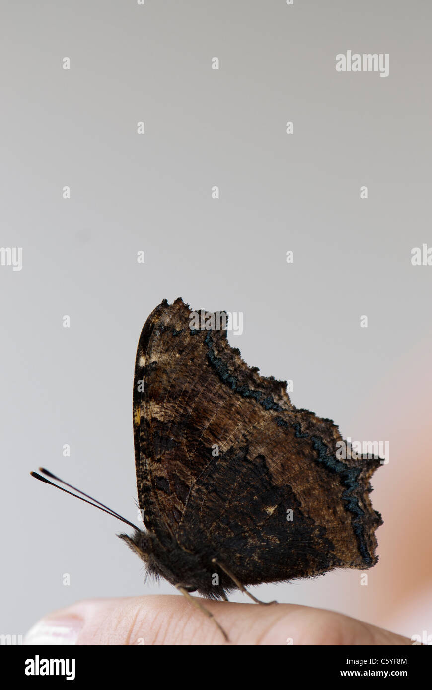Monarch butterfly sitting on the human finger Stock Photo - Alamy