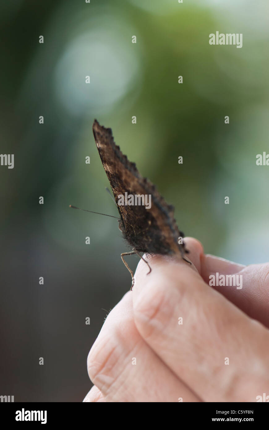 Monarch butterfly sitting on the human finger Stock Photo - Alamy