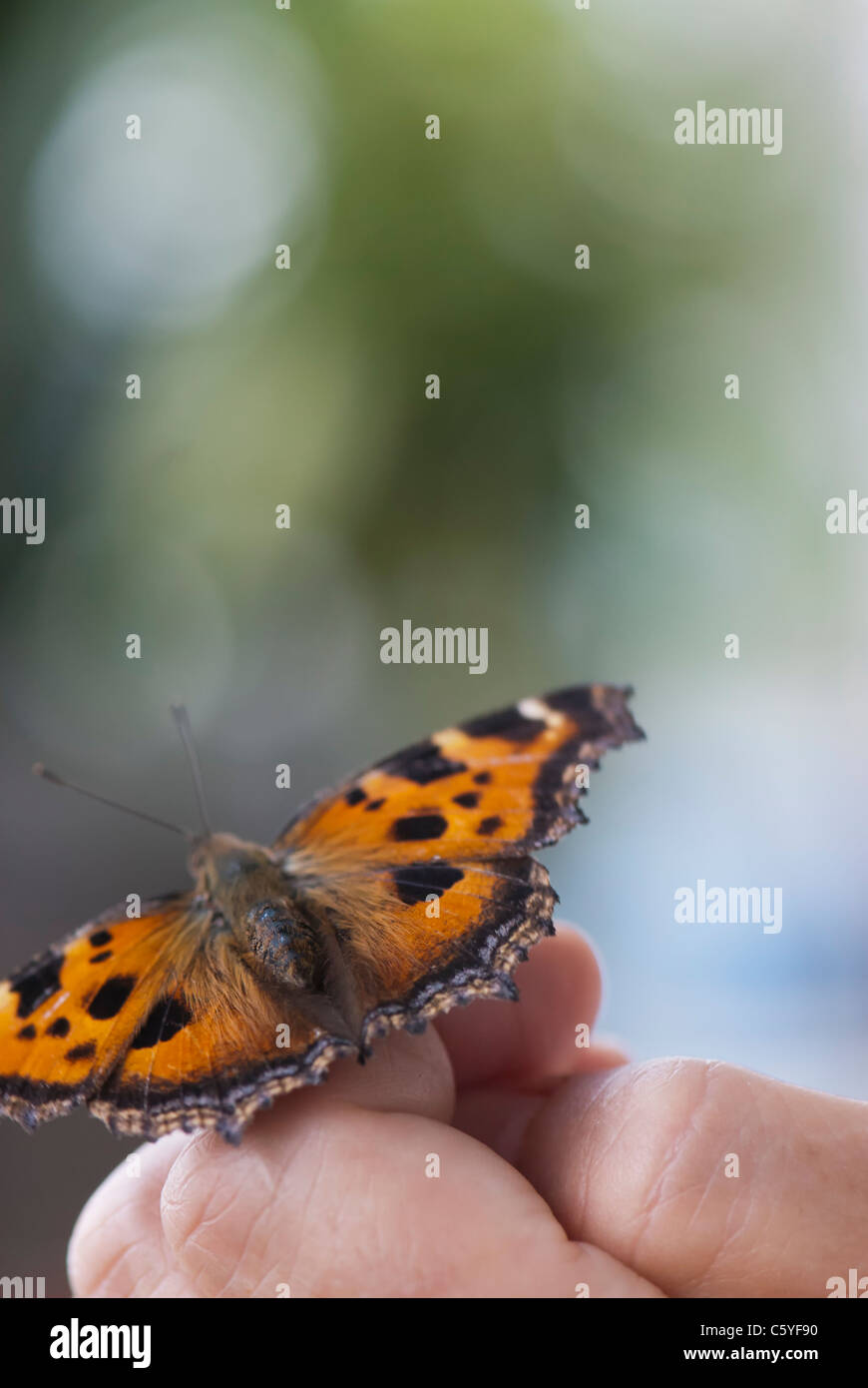 Monarch butterfly sitting on the human finger Stock Photo - Alamy