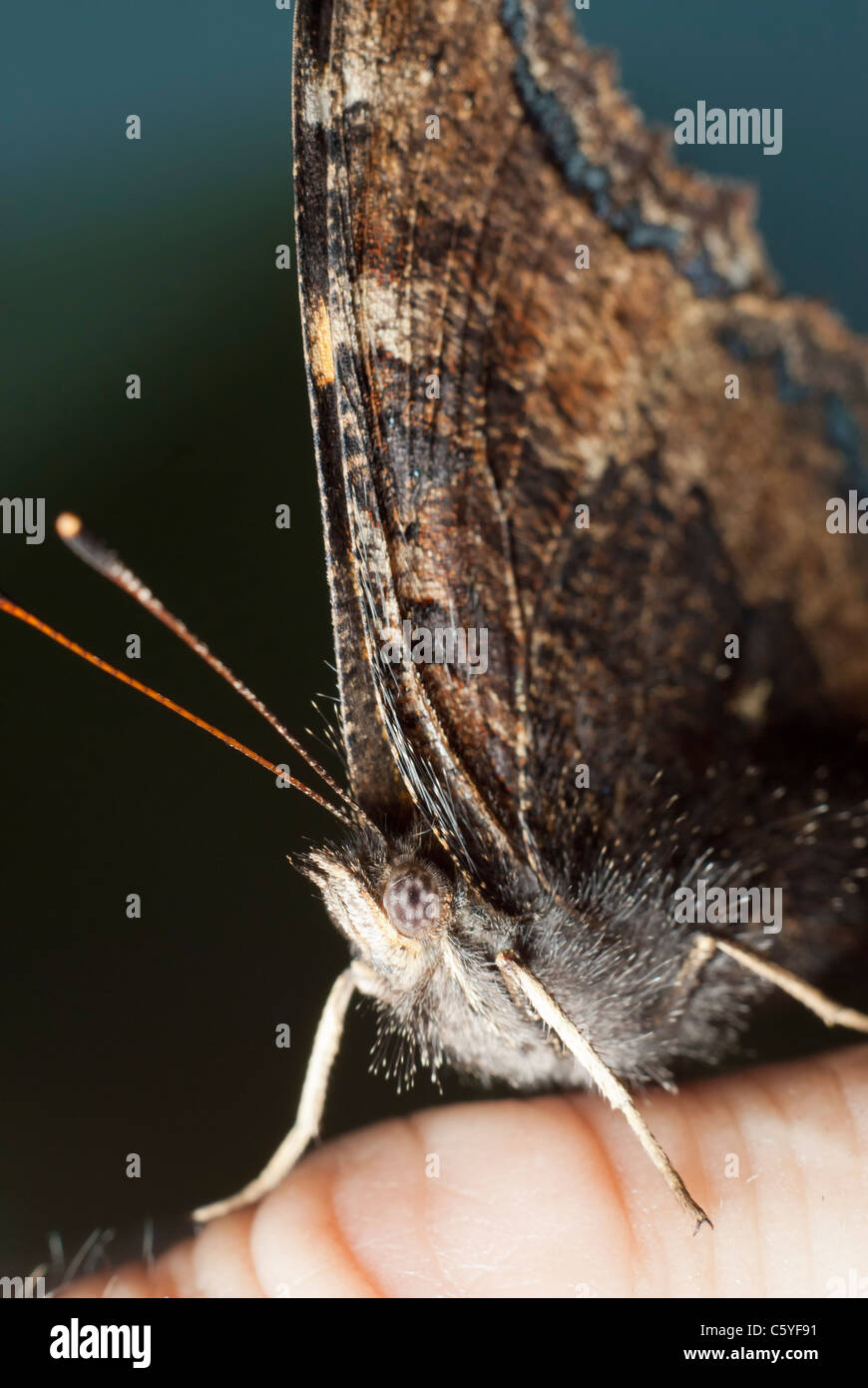 Monarch butterfly sitting on the human finger Stock Photo - Alamy