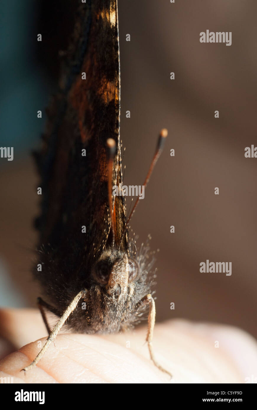 Monarch butterfly sitting on the human finger Stock Photo - Alamy