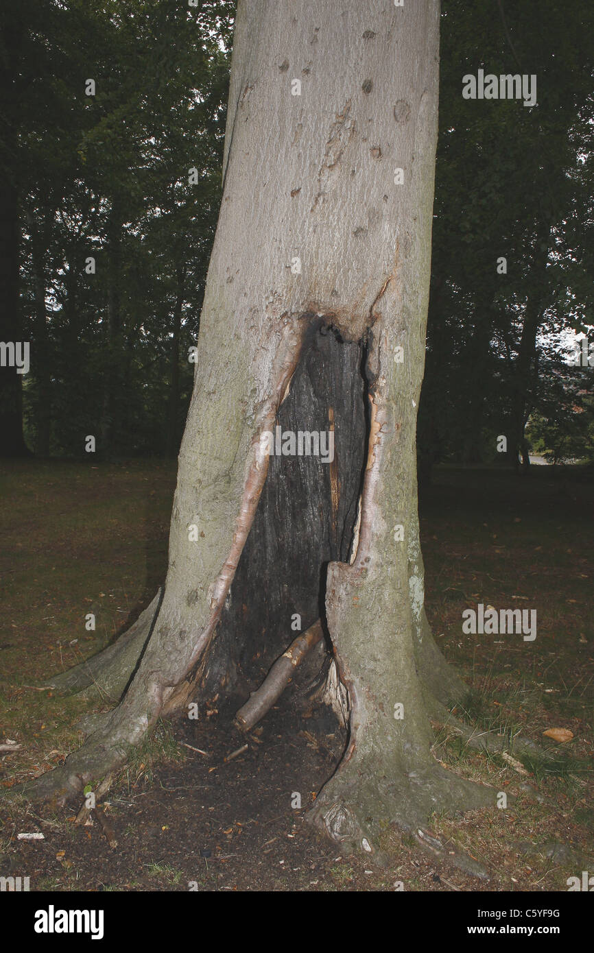 burnt inside tree trunk in forest. Worksop, Notts England Stock Photo ...