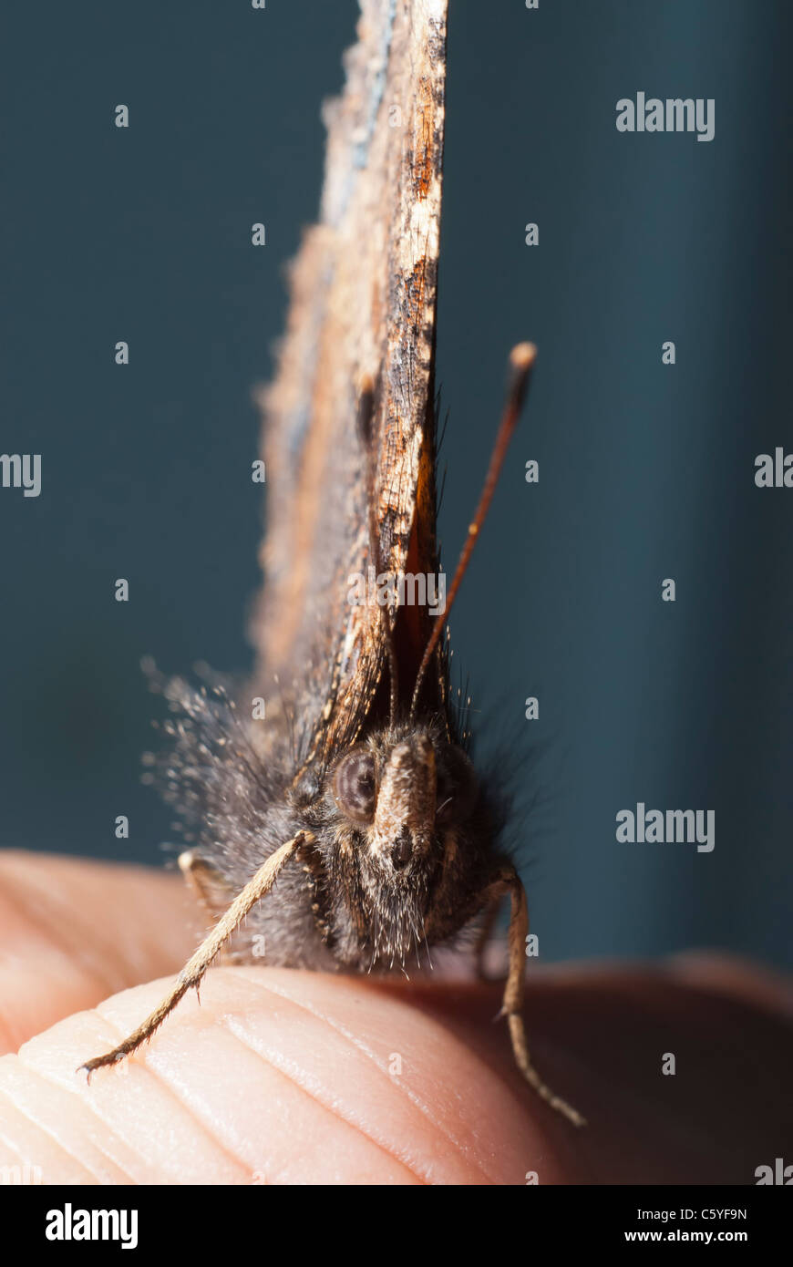 Monarch butterfly sitting on the human finger Stock Photo - Alamy