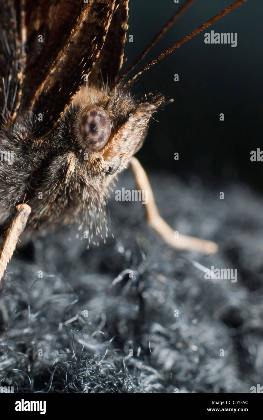 Human finger hi-res stock photography and images - Alamy