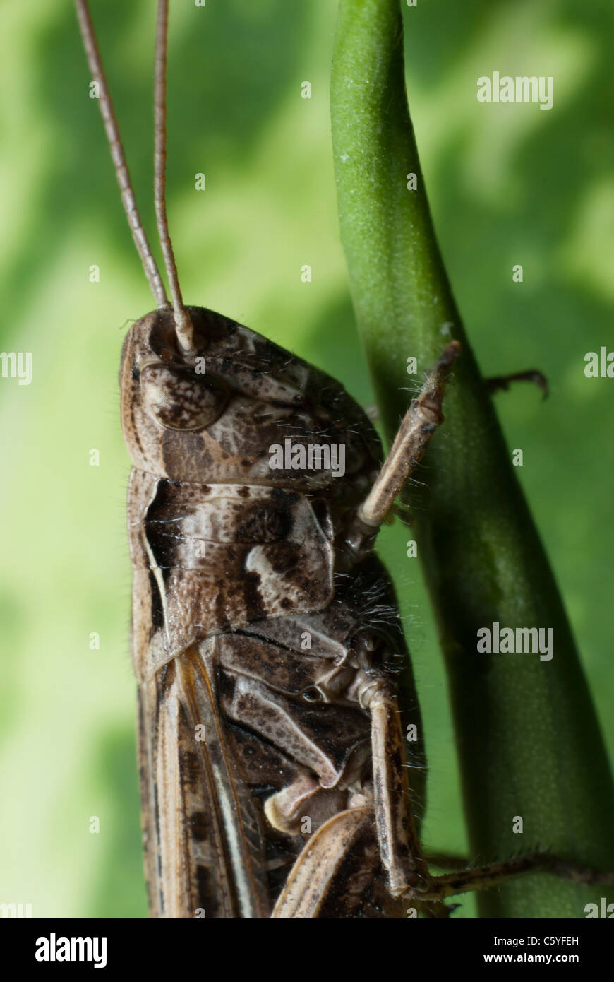 Grasshopper sitting on the plant green leaf Stock Photo - Alamy