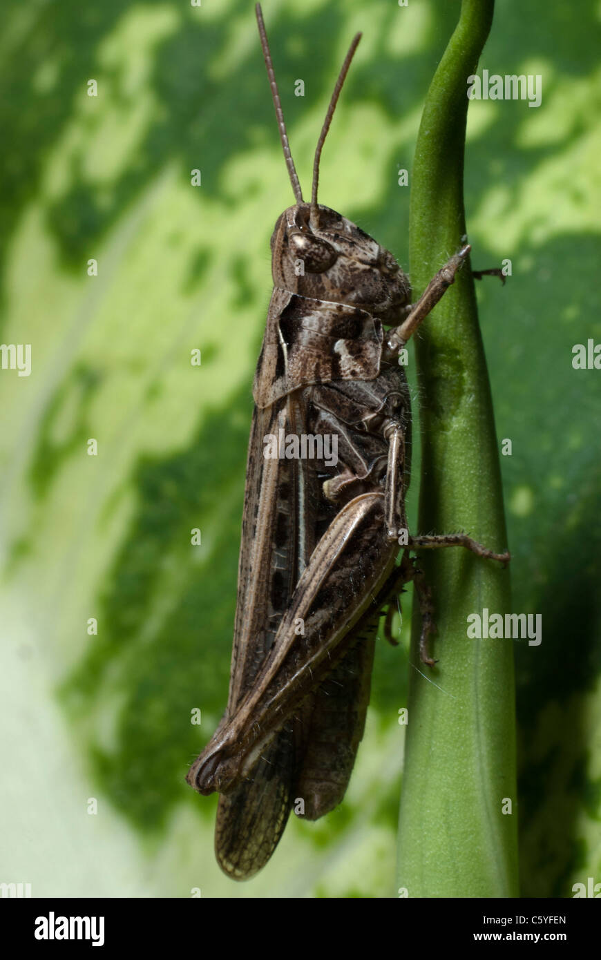 Grasshopper sitting on the plant green leaf Stock Photo - Alamy