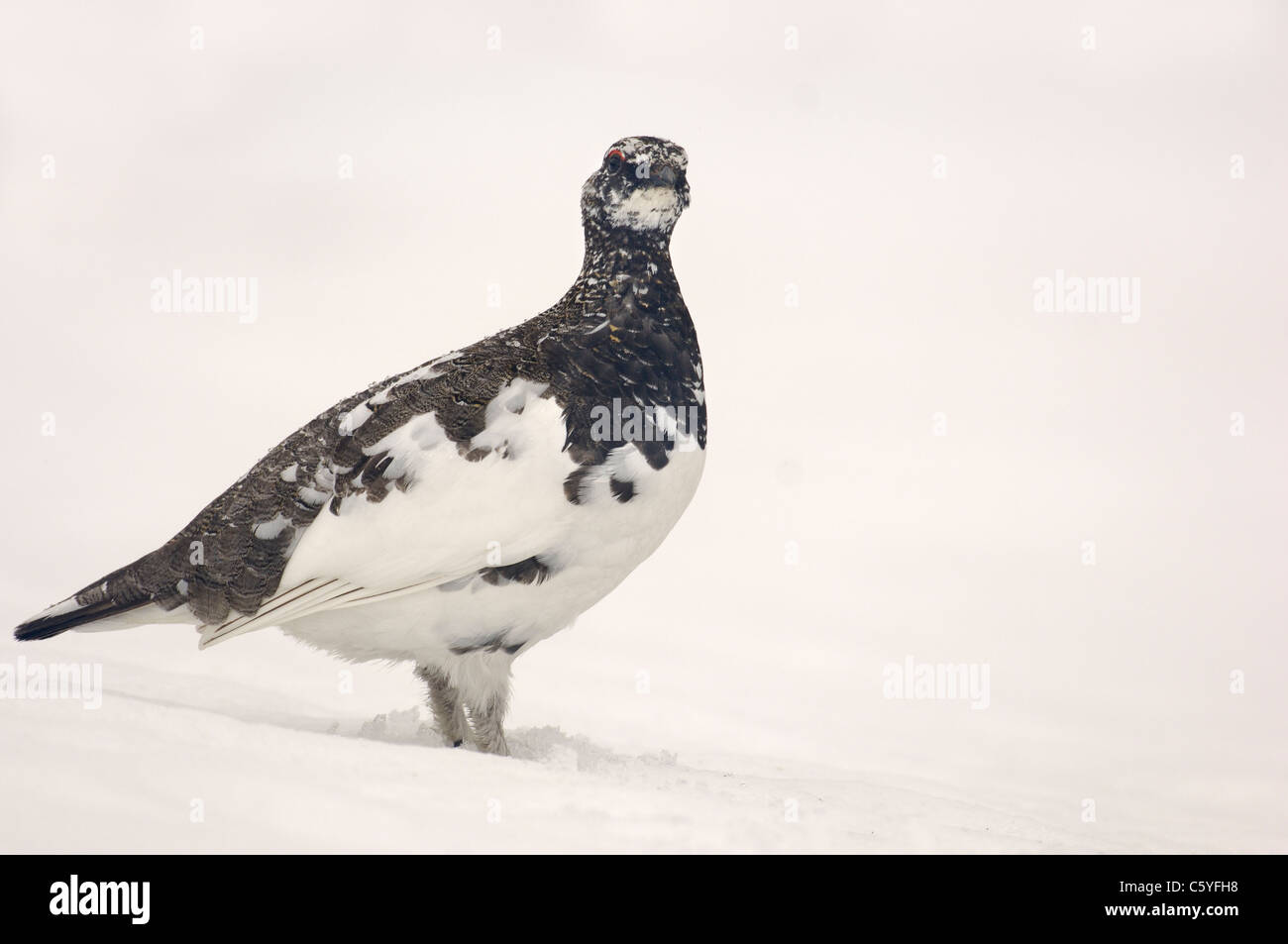 Mottled plumage hi-res stock photography and images - Alamy