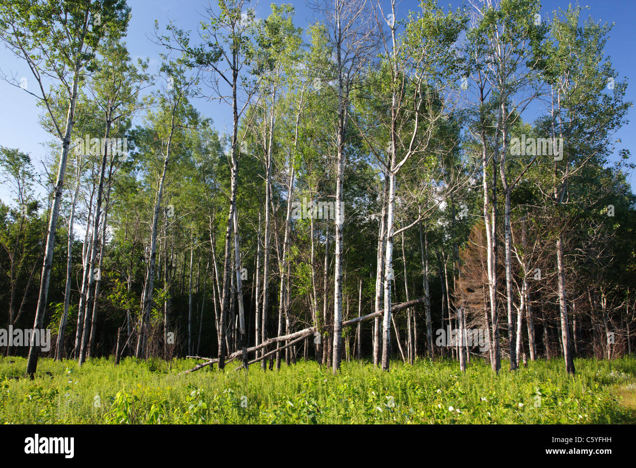 Quaking Aspen - (Populus tremuloides) - stand during the summer months ...
