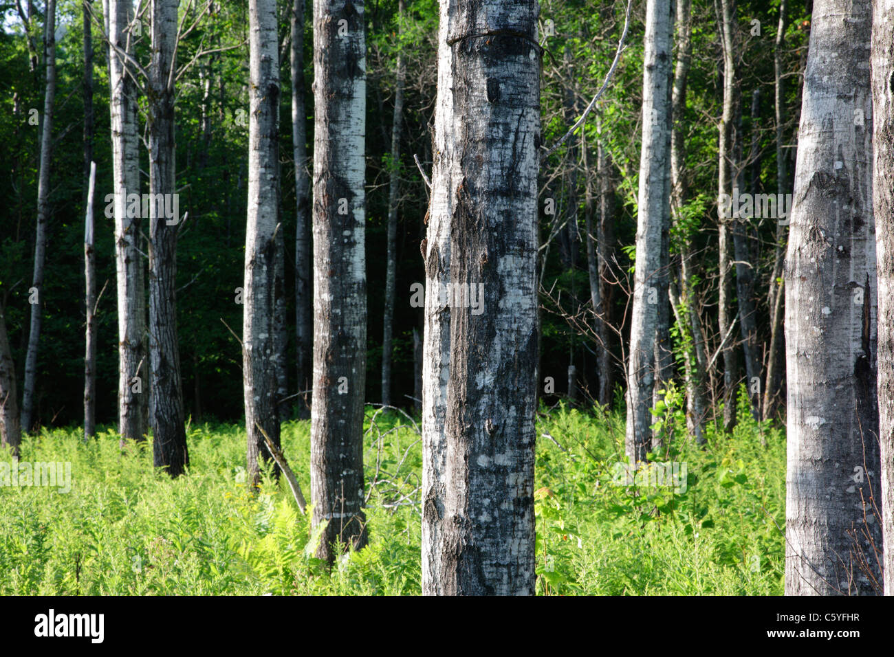 Quaking Aspen - (Populus tremuloides) - stand during the summer months ...
